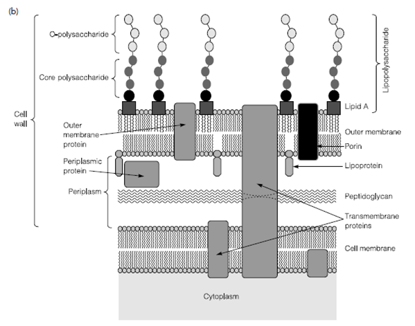 Structure Of The Cell Wall Bacterial Cell Wall Assignment Help structure-of-the-cell-wall-bacterial-cell-wall-assignment-help